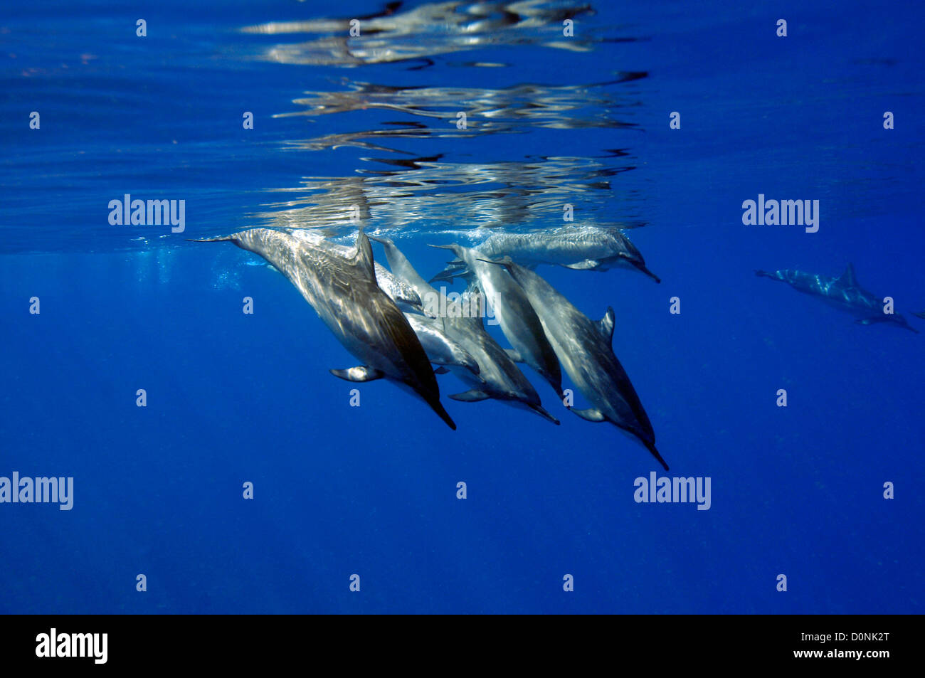 Spinner dolphin pod, Stenella longirostris, Kailua-Kona, Hawaii, North ...