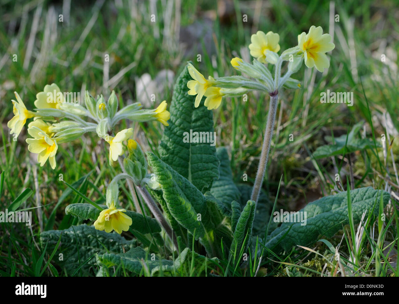 False Oxlip (Primula x polyantha) is a naturally occurring hybrid of ...