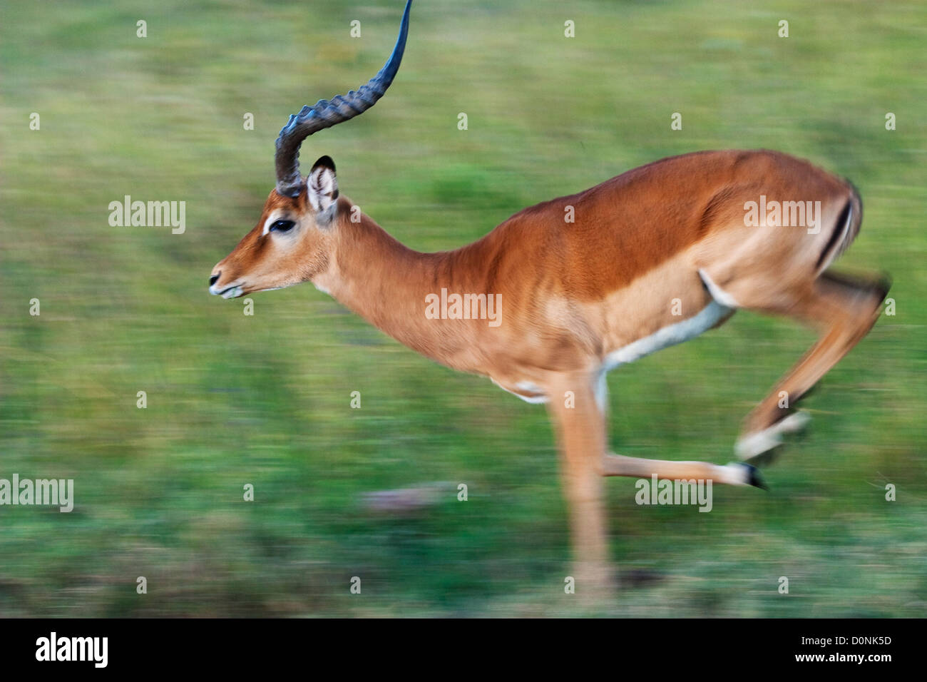 Male impala (Aepyceros melampus) running Stock Photo - Alamy