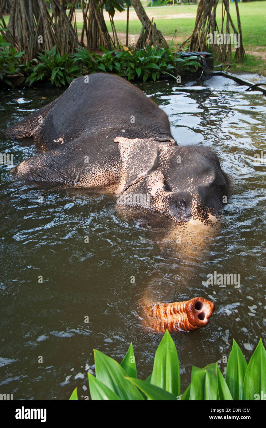 Sri Lankan elephant (Elephas maximus maximus), wallowing in a pool, Sri ...