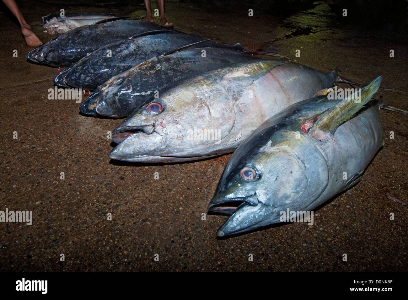 A row of dead tuna in the Negombo Fish Market, Sri Lanka Stock Photo ...