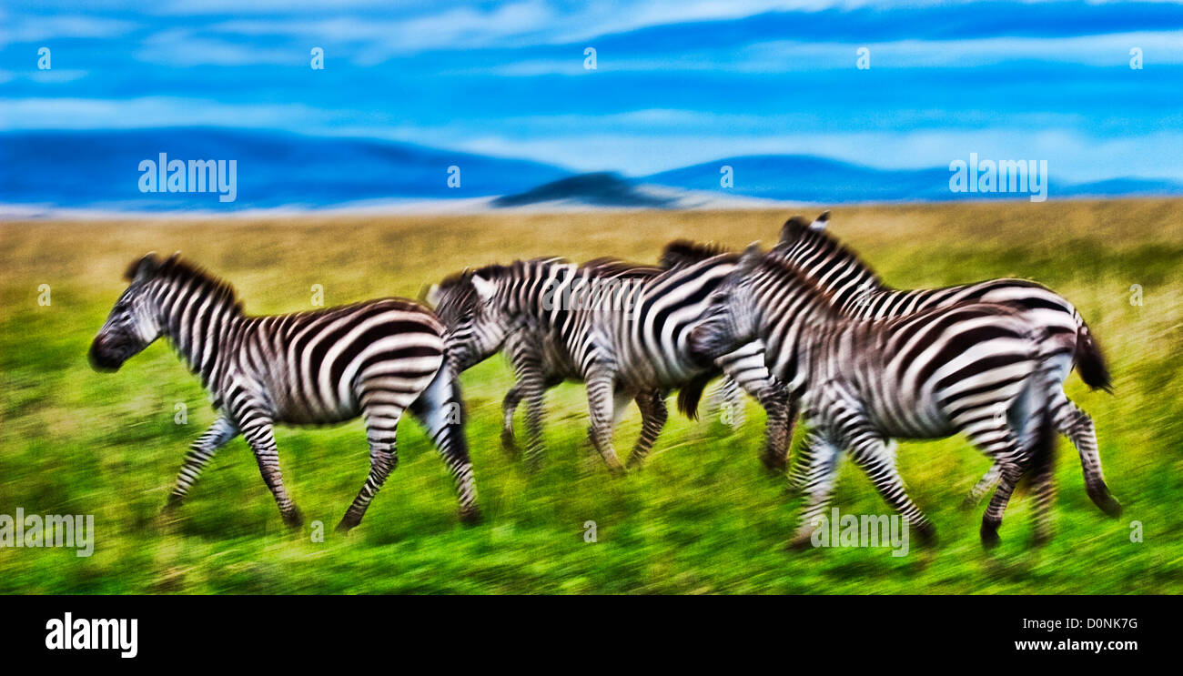 Zebras running hi-res stock photography and images - Alamy