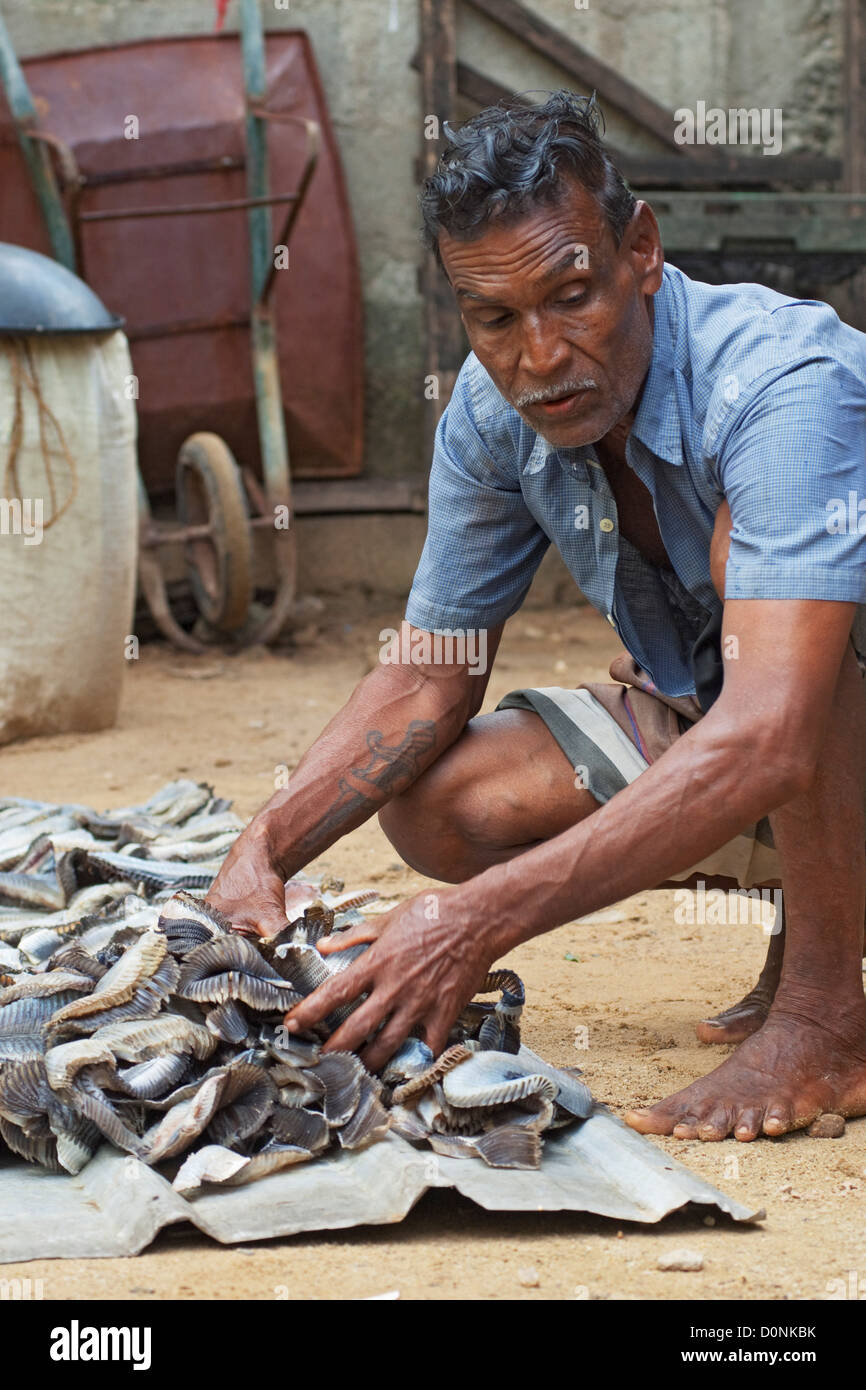 Gill rakers from box rays being dried, ready for use in Chinese ...