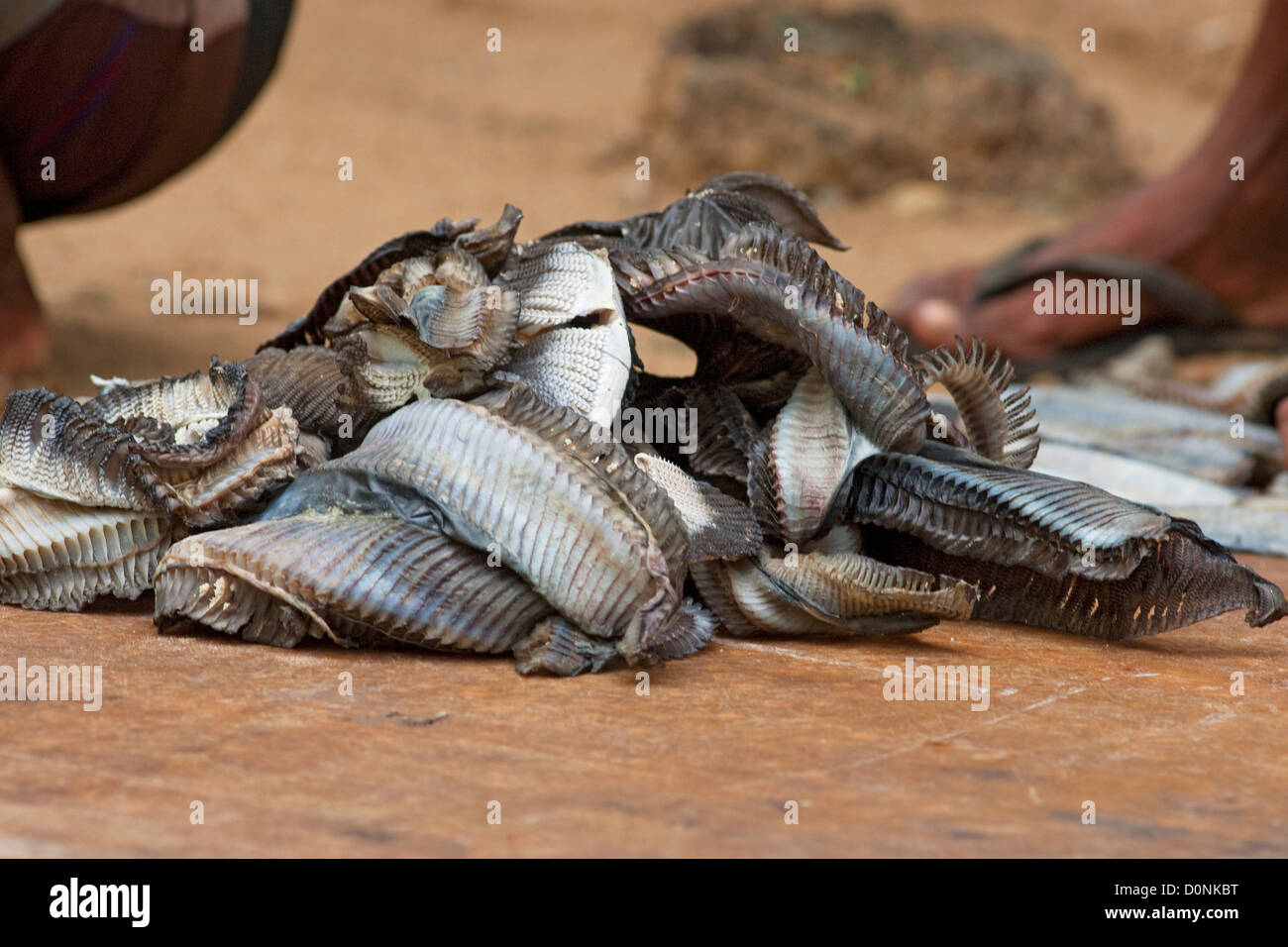 Gill rakers from box rays being dried, ready for use in Chinese ...