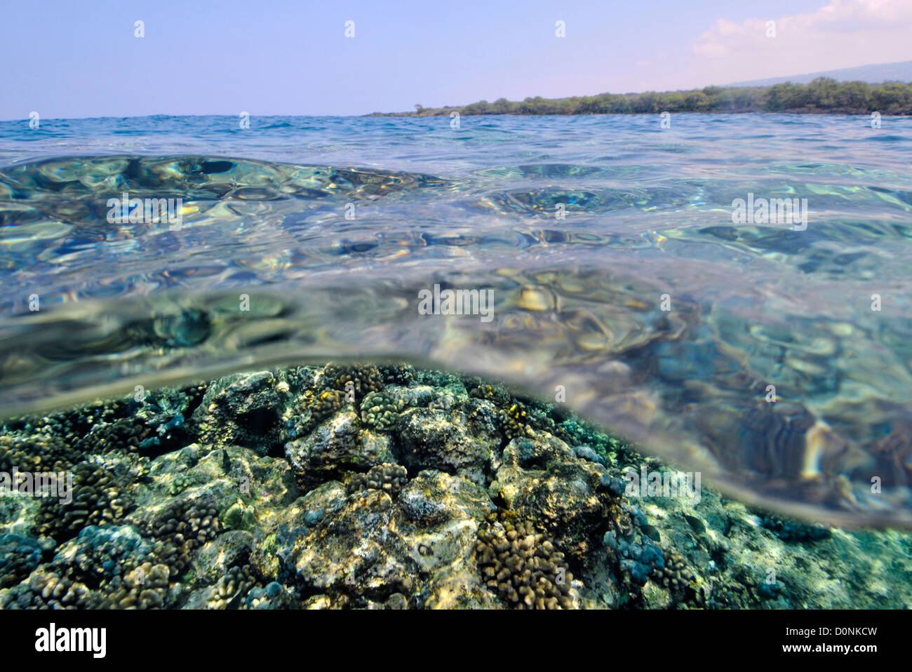 Coral reef at Honaunau Bay, Kona, Big Island, Hawaii, USA Stock Photo ...