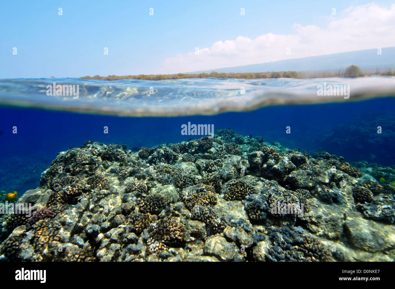 Hawaii coral reef fish hi-res stock photography and images - Alamy