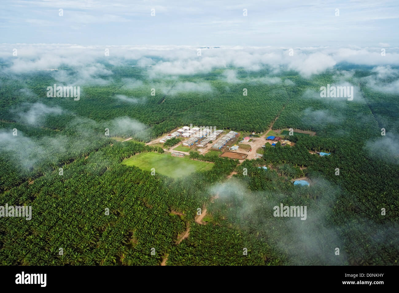 Huge areas of oil palm plantations, with a palm oil processing plant ...