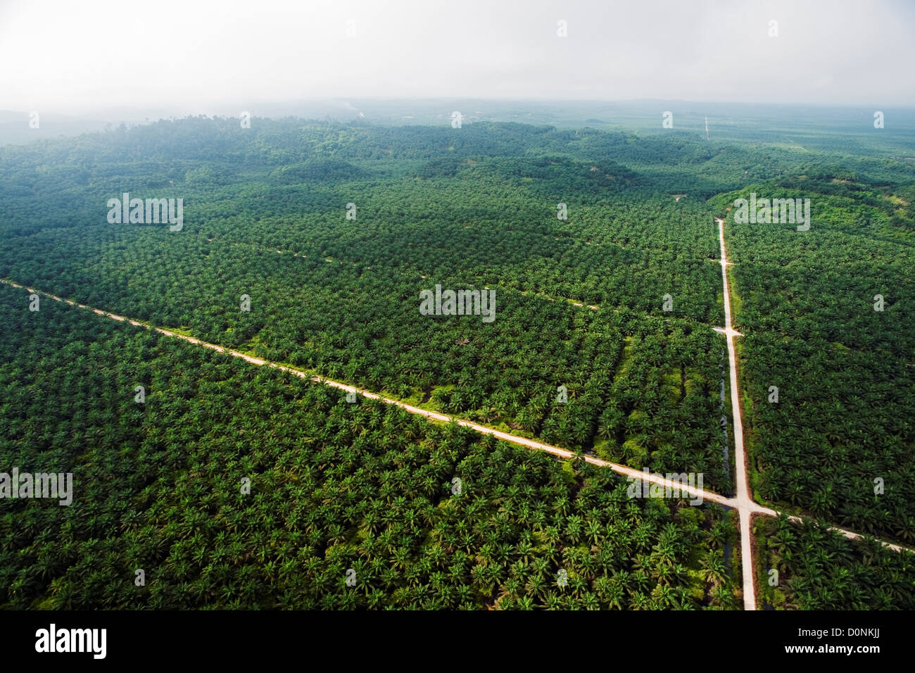 Huge areas of oil palm plantations, south of Sandakan, Sabah, Boneo ...