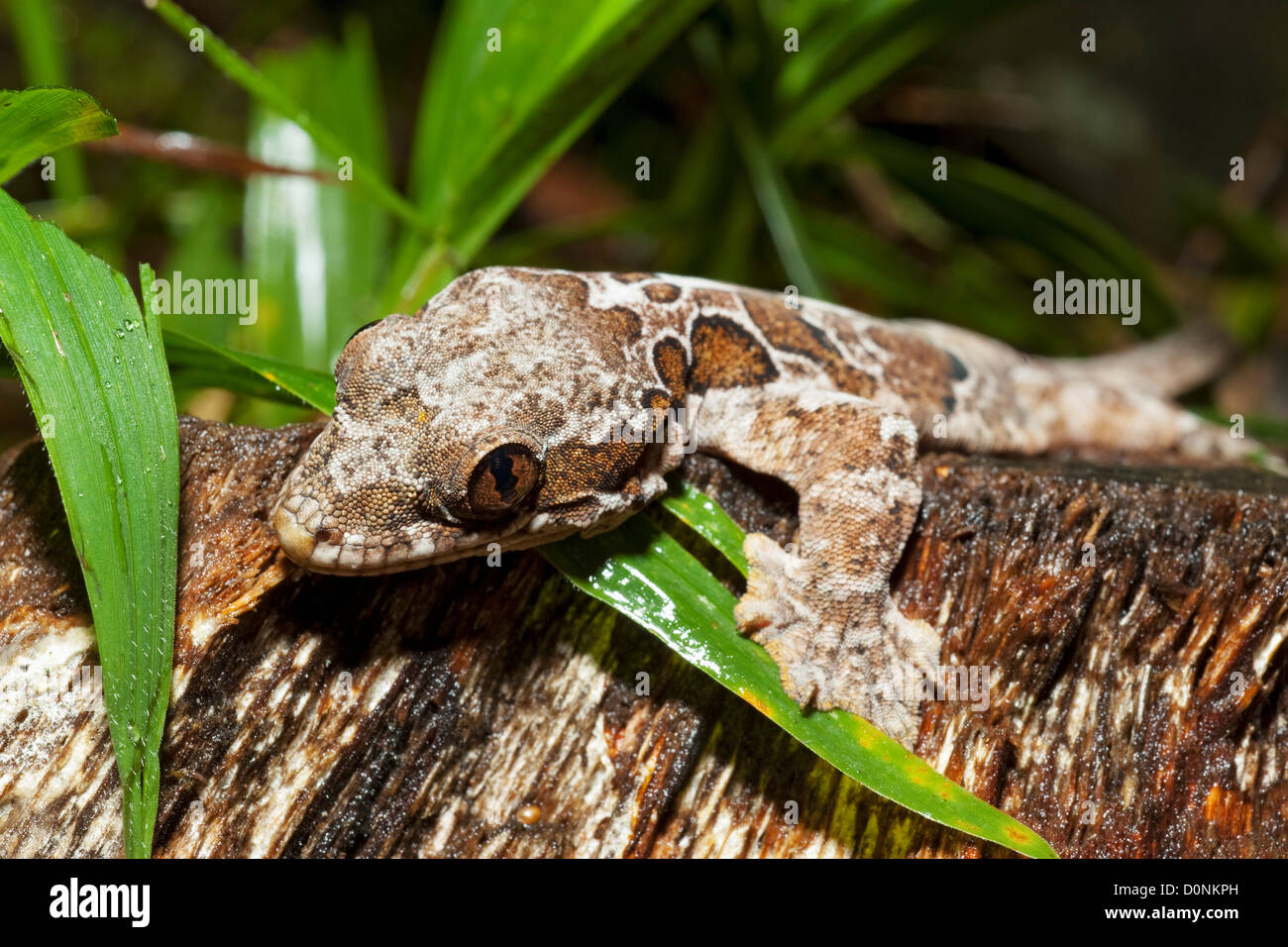 Sabah flying gecko hi-res stock photography and images - Alamy