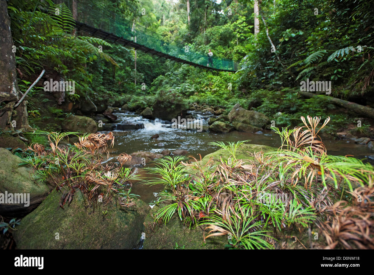 A suspension bridge over a stream in the Maliau Basin, Sabah, Borneo ...