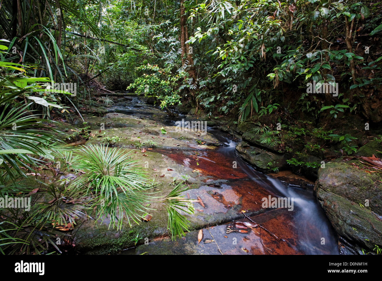 A forest stream leading to Ginseng Falls, Maliau Basin, Sabah, Borneo ...