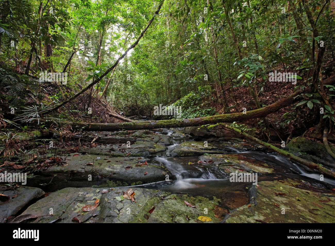 A forest stream leading to Ginseng Falls, Maliau Basin, Sabah, Borneo ...
