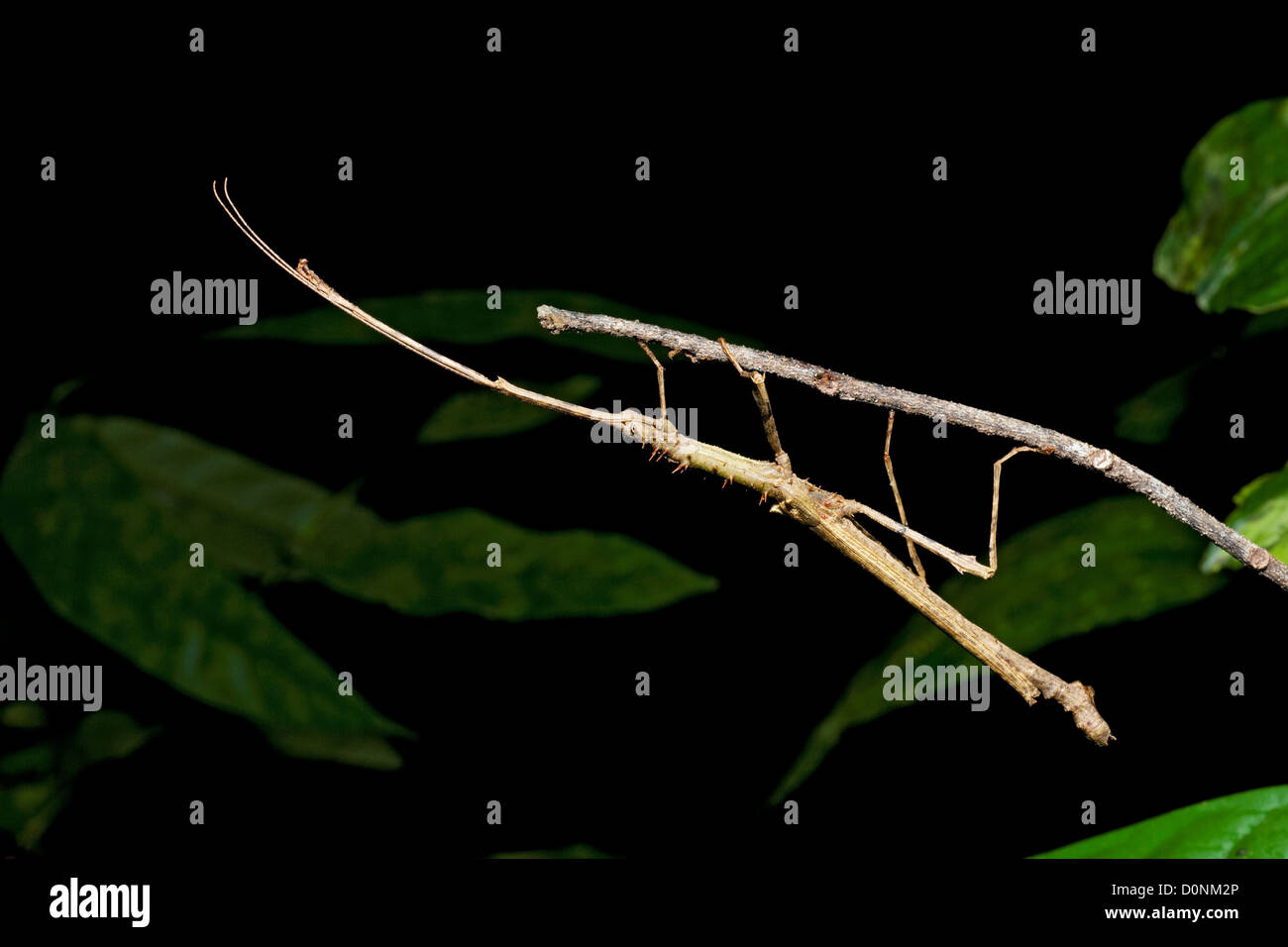 A stick insect perfectly camouflaged on a twig, Maliau Basin, Sabah ...