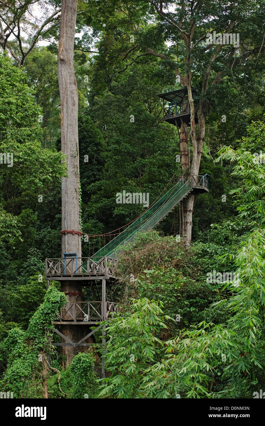 Rainforest canopy science hi-res stock photography and images - Alamy