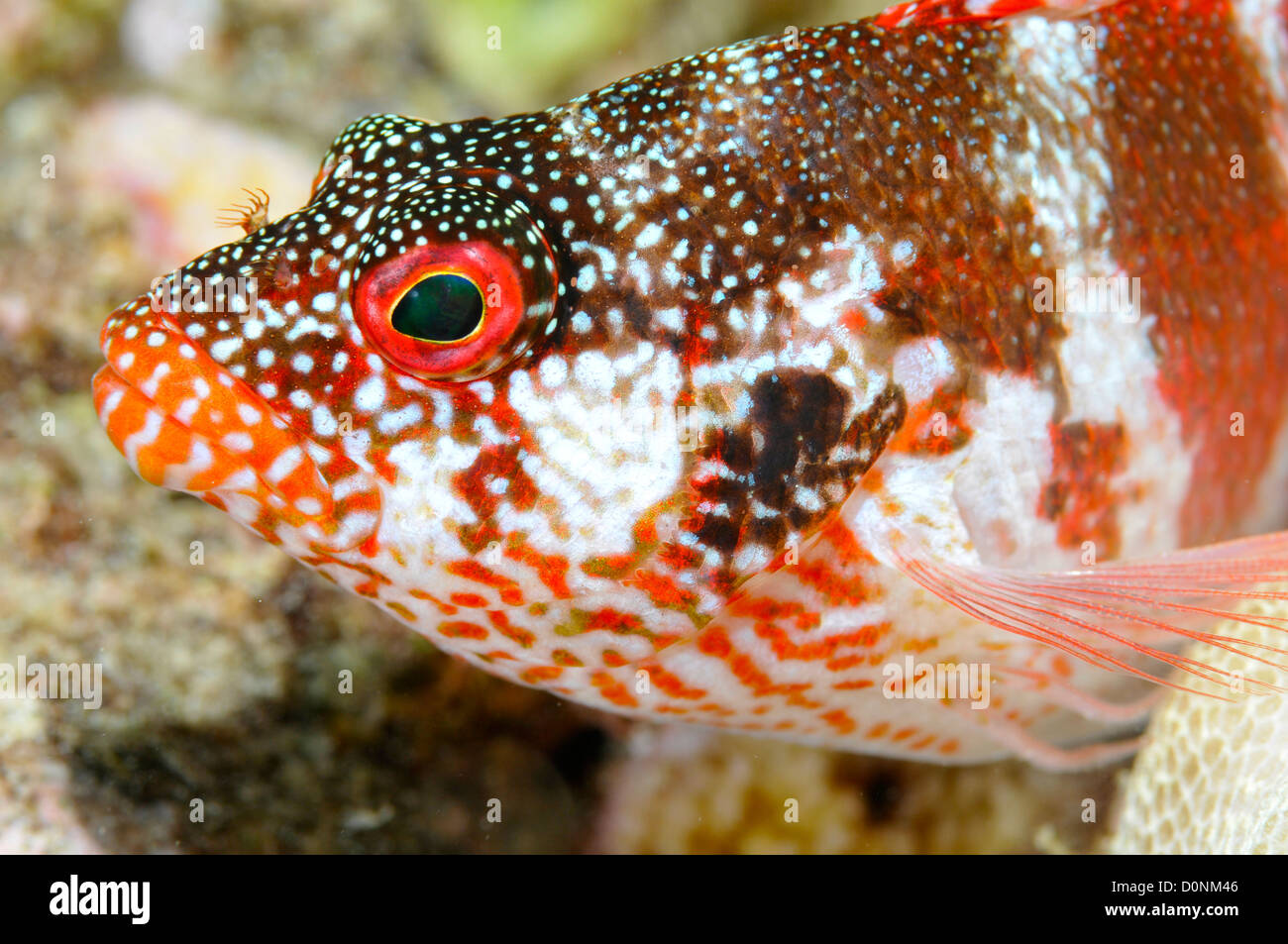 Close-up of a Redbarred Hawkfish, Cirrhitops fasciatus, Oahu, Hawaii ...