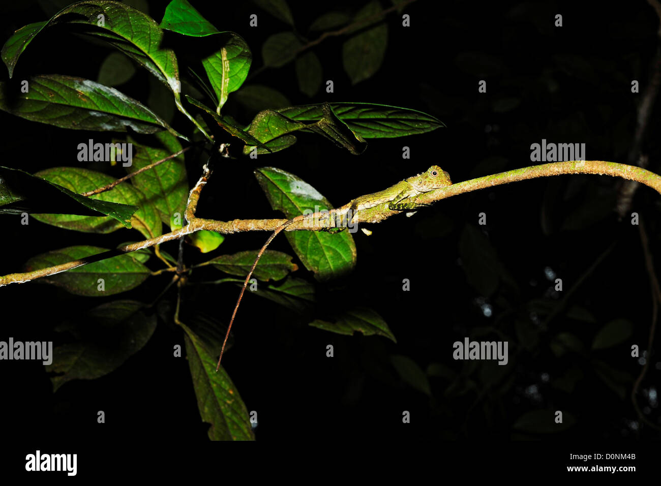A Bornean angle-headed lizard (Gonocephalus borneensis), in the Maliau ...