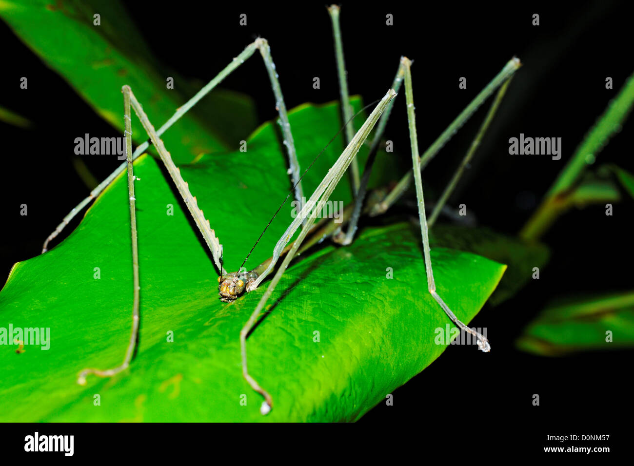 A stick insect on a leaf, Maliau Basin, Sabah, Borneo, East Malaysia ...