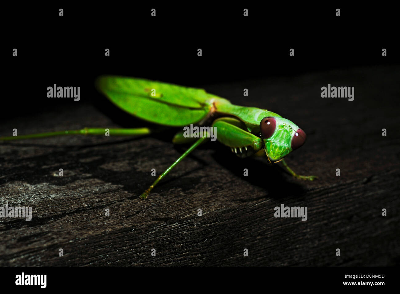 A portrait of a praying mantis, Maliau Basin, Sabah, Borneo, East ...