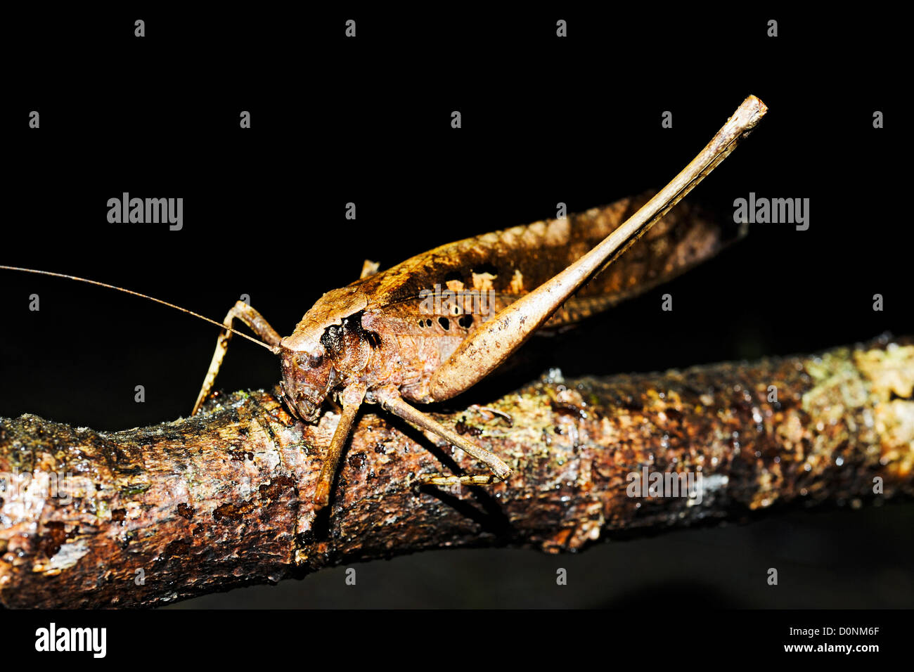 Cricket insect basin hi-res stock photography and images - Alamy