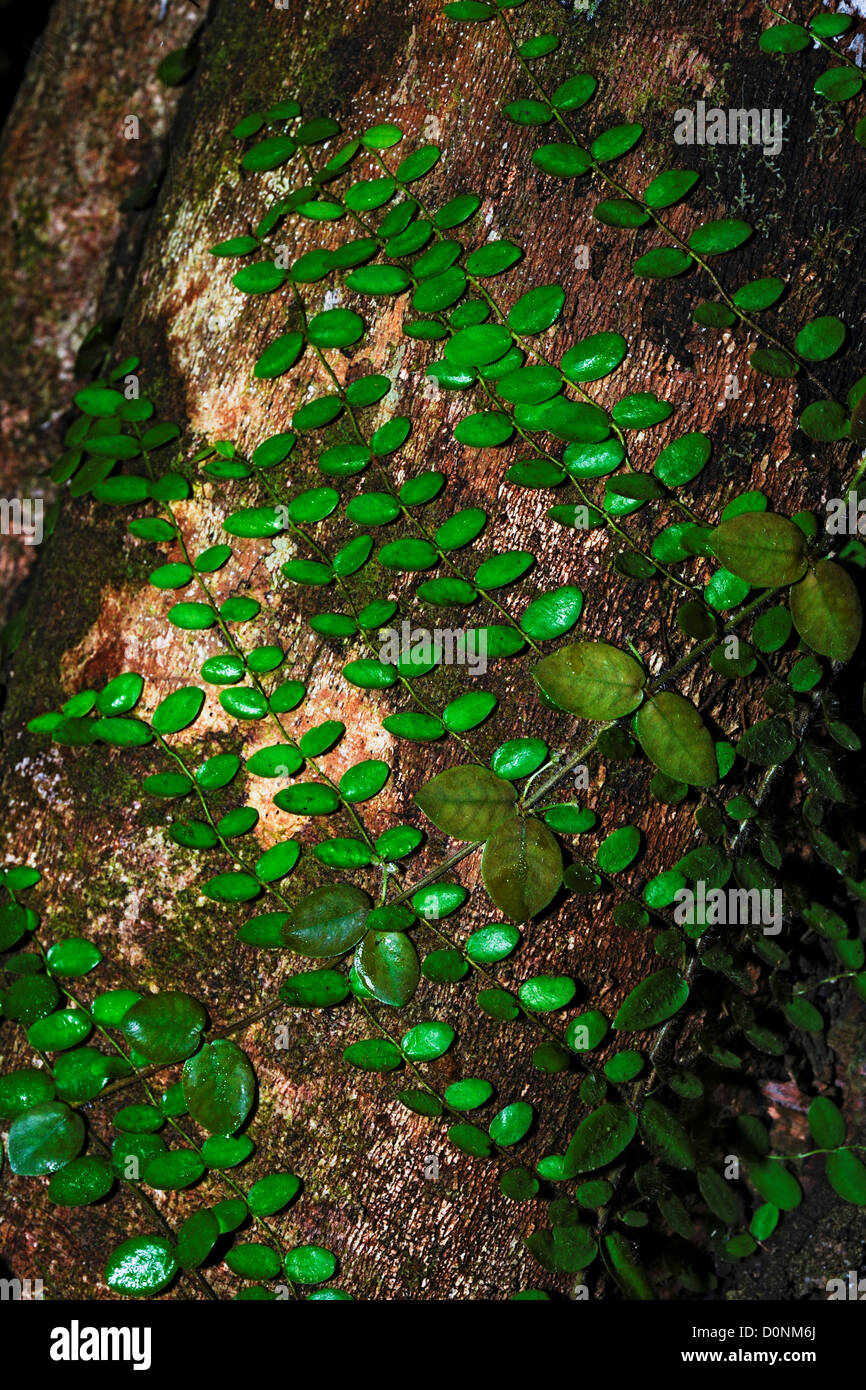 A branching plant growing on the trunk of a tree, Maliau Basin, Sabah ...