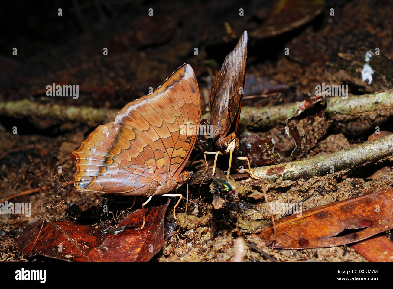 Butterflies of borneo hi-res stock photography and images - Alamy