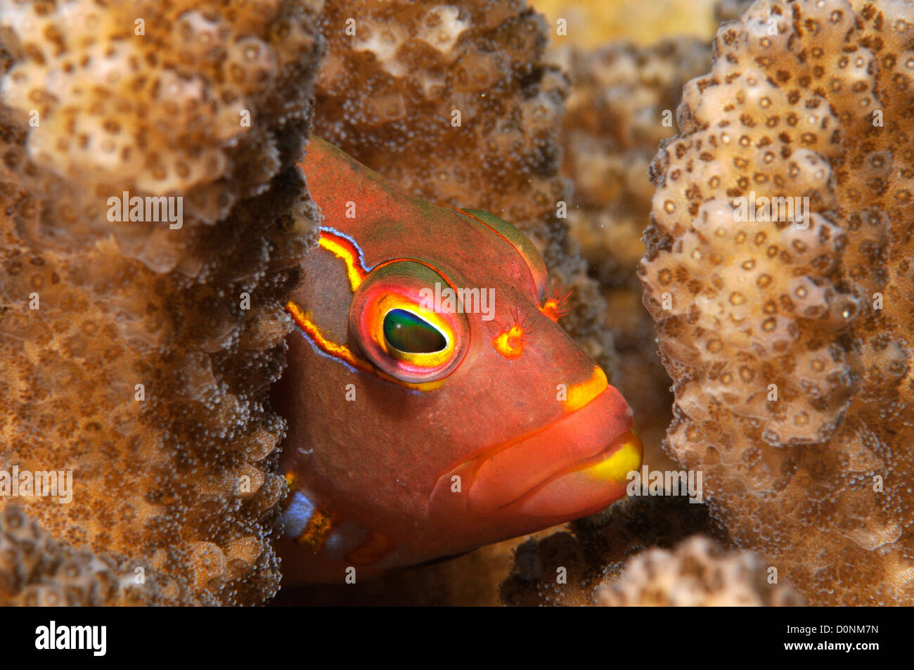 Close-up of an Arc-Eye Hawkfish, Paracirrhites arcatus, Oahu, Hawaii ...