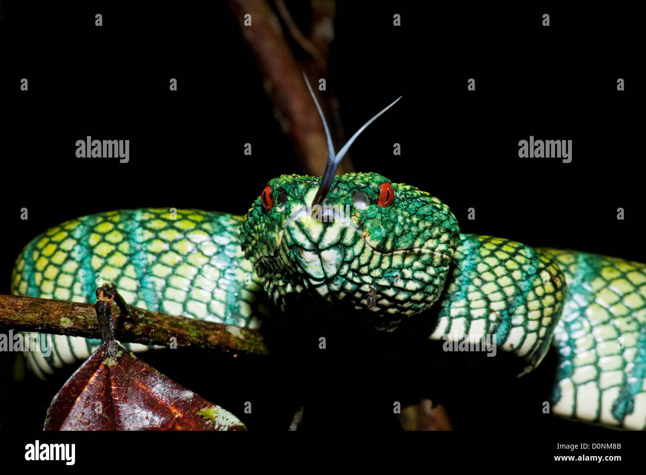 A Wagler's pit-viper, (Tropidolaemus wagleri, or Trimeresurus wagleri ...