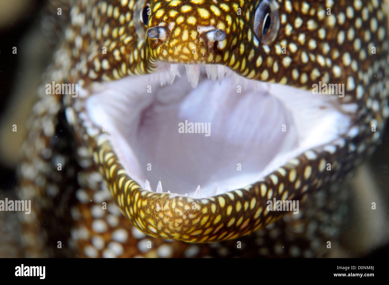 Hawaiian moray eel hi-res stock photography and images - Alamy