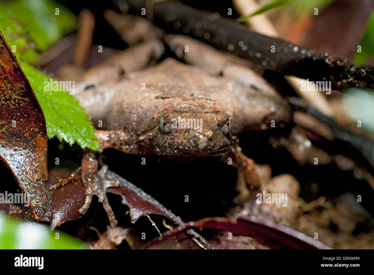 A toad on the forest floor, in the Maliau Basin, Sabah, Borneo, East ...