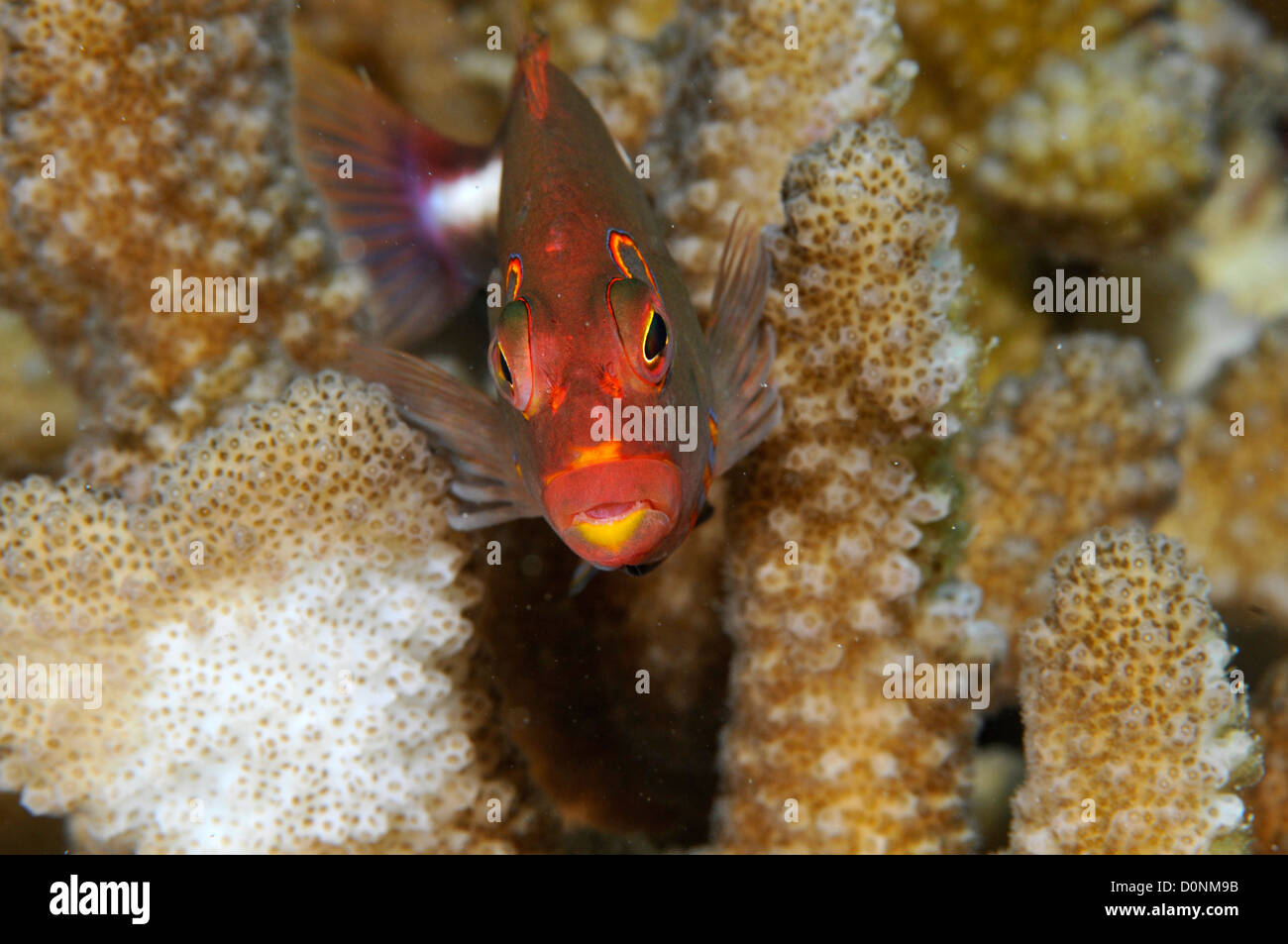 Arc-Eye Hawkfish, Paracirrhites arcatus, Oahu, Hawaii, USA Stock Photo ...