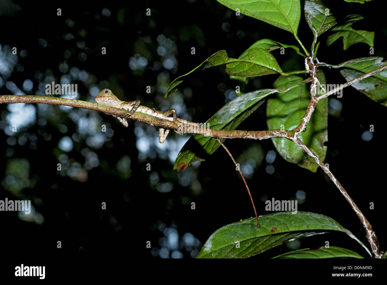 A Bornean angle-headed lizard (Gonocephalus borneensis), in the Maliau ...