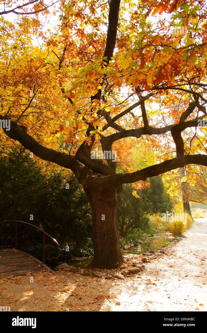 Sycamore tree in autumn hi-res stock photography and images - Alamy