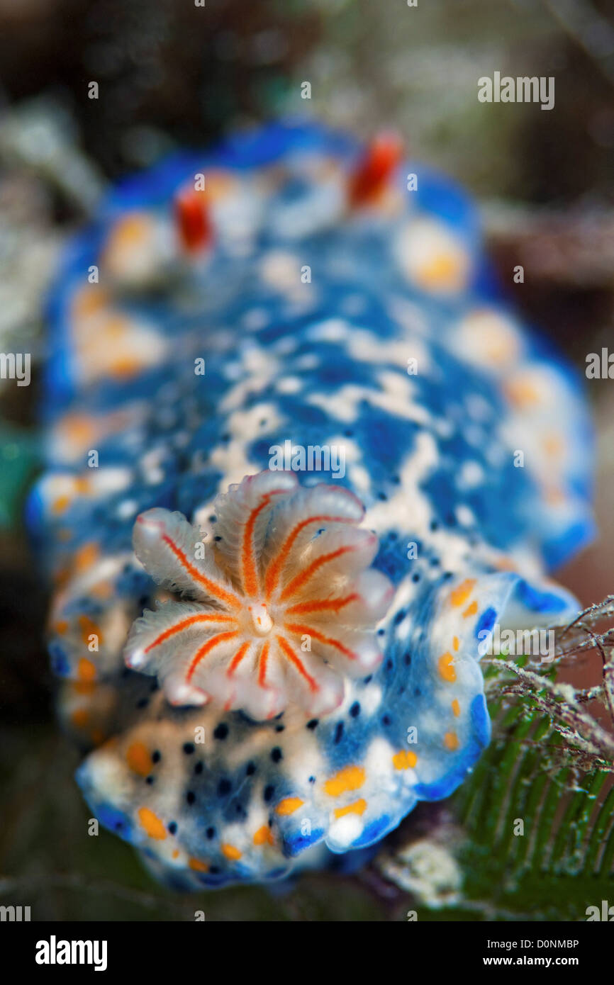 A nudibranch (Hypselodoris infucata), near Dili, East Timor Stock Photo ...