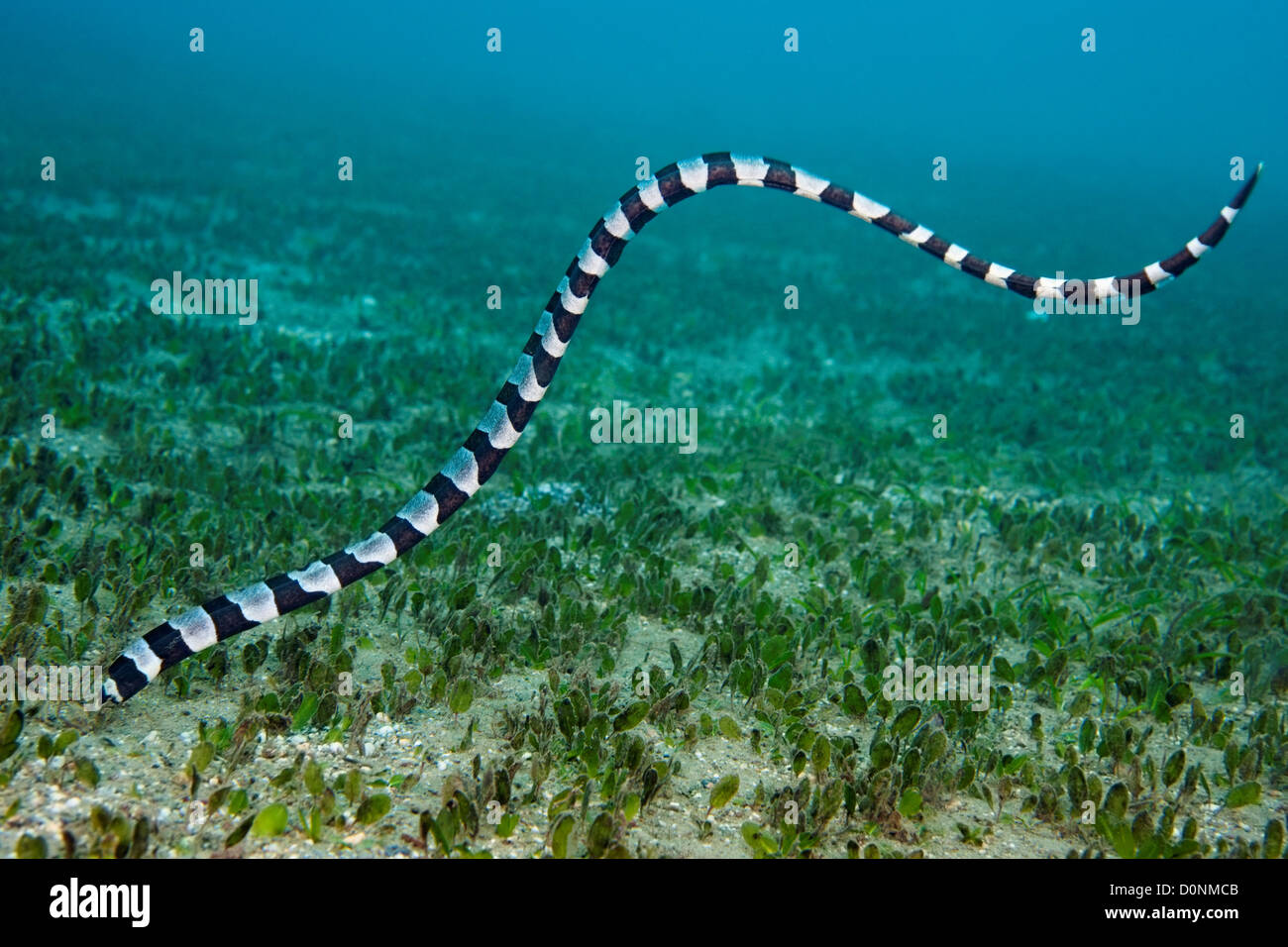 A banded sea snake, or sea krait, (Laticauda colubrina), near Dili ...