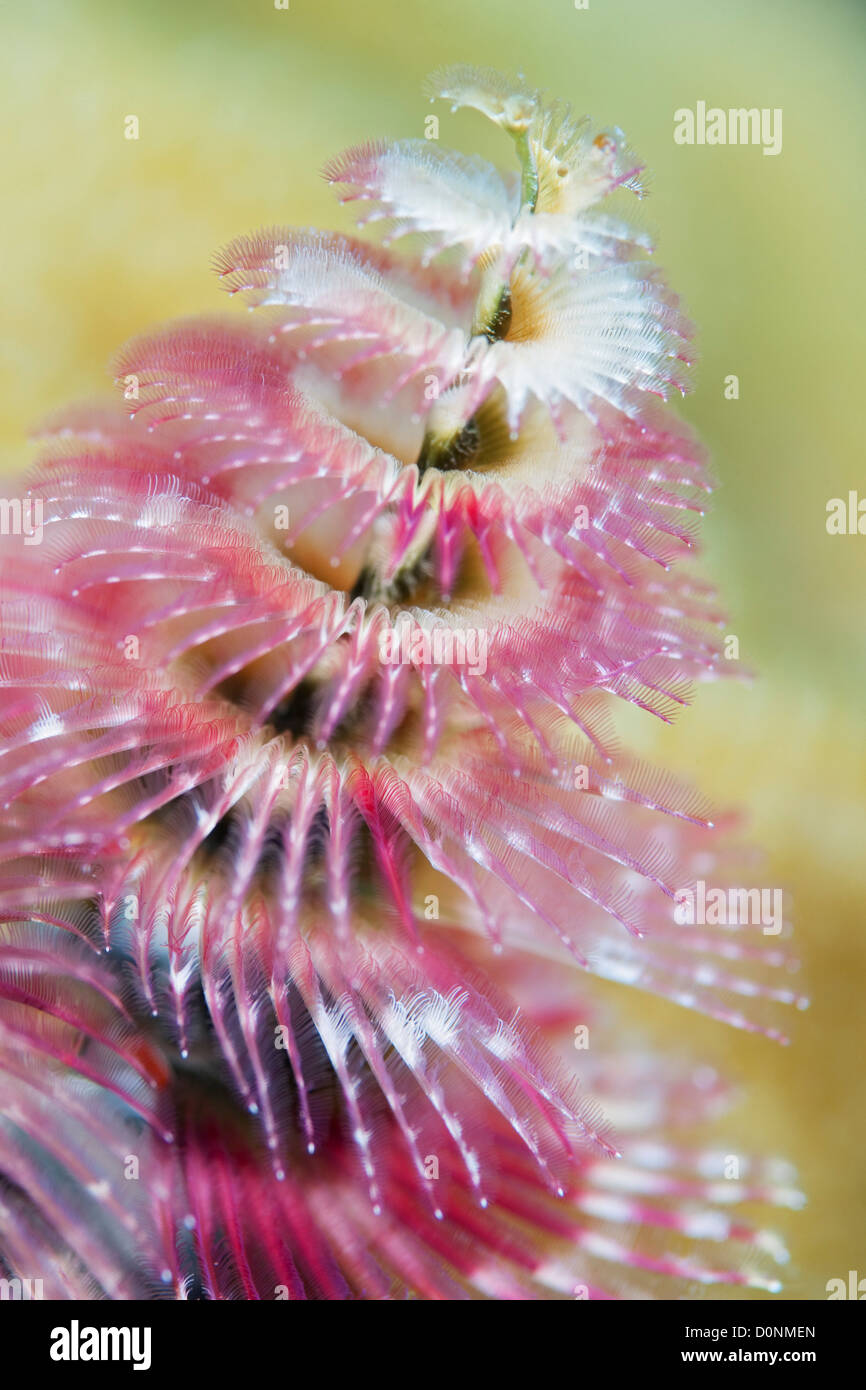 A Christmas tree worm (Spirobranchus giganteus) near Dili, East Timor ...