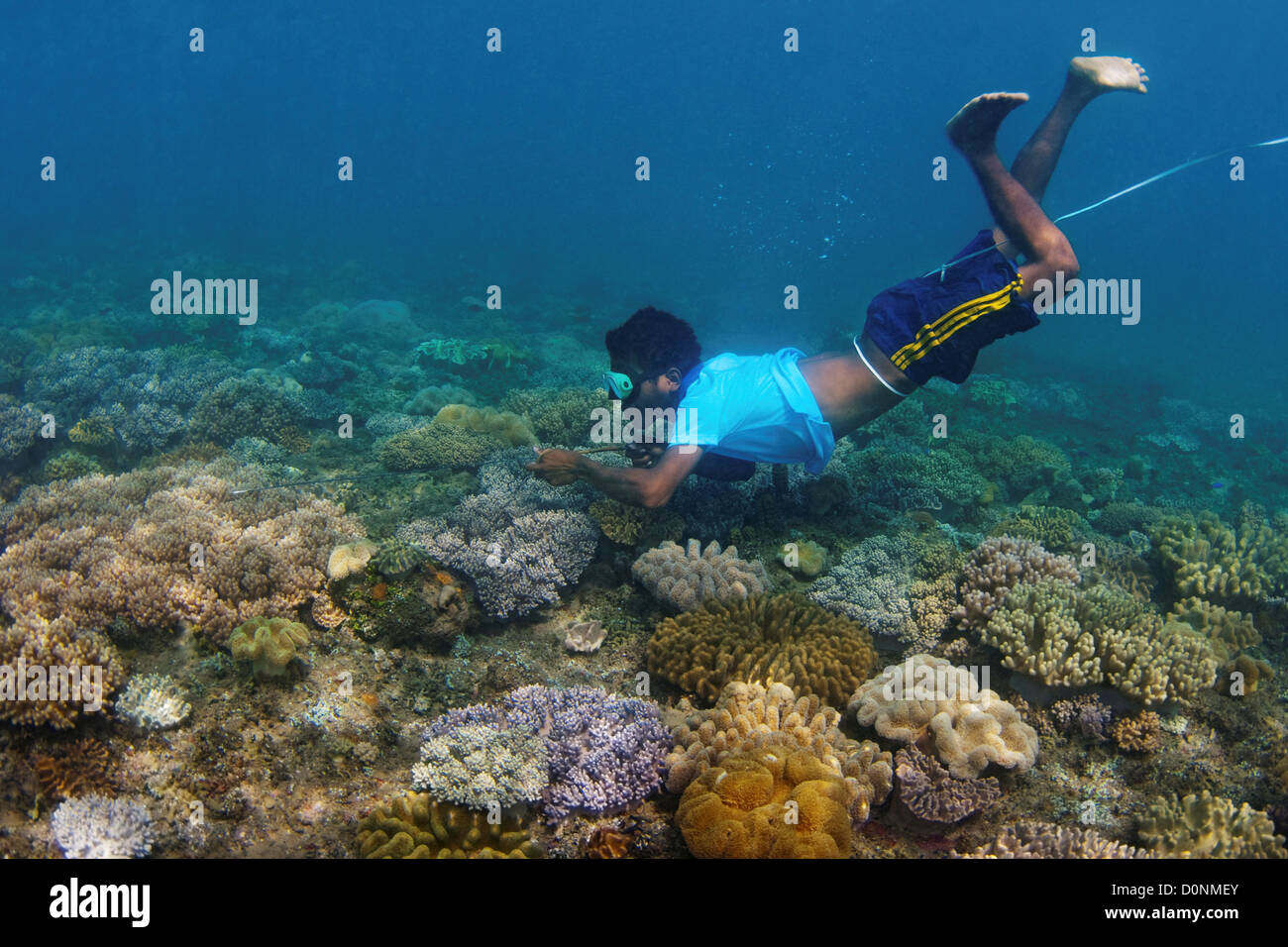 A spear fisherman searching for fish on a coral reef, near Dili, East ...