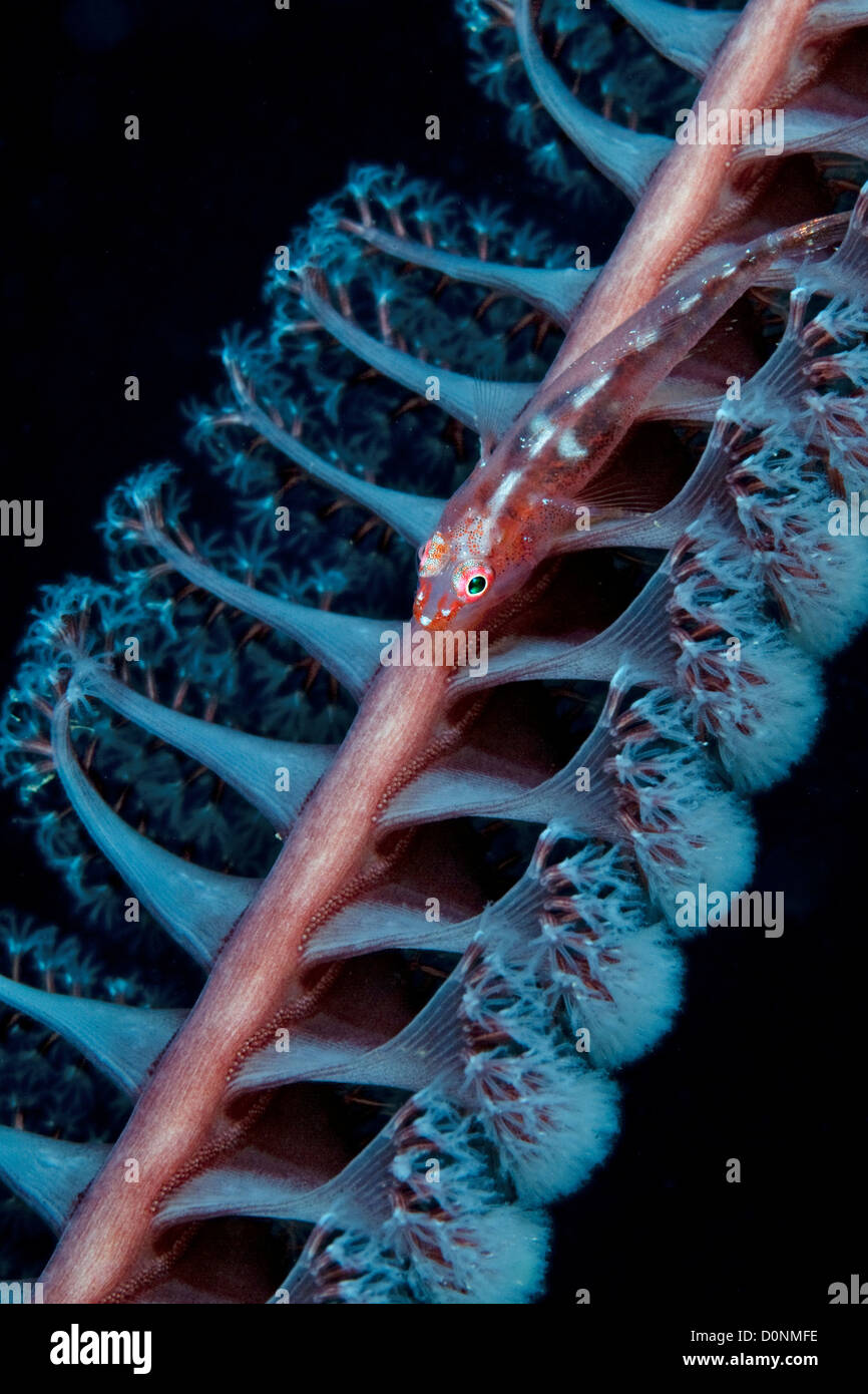A large whip goby (Bryaninops amplus), on a sea pen, near Dili, East ...