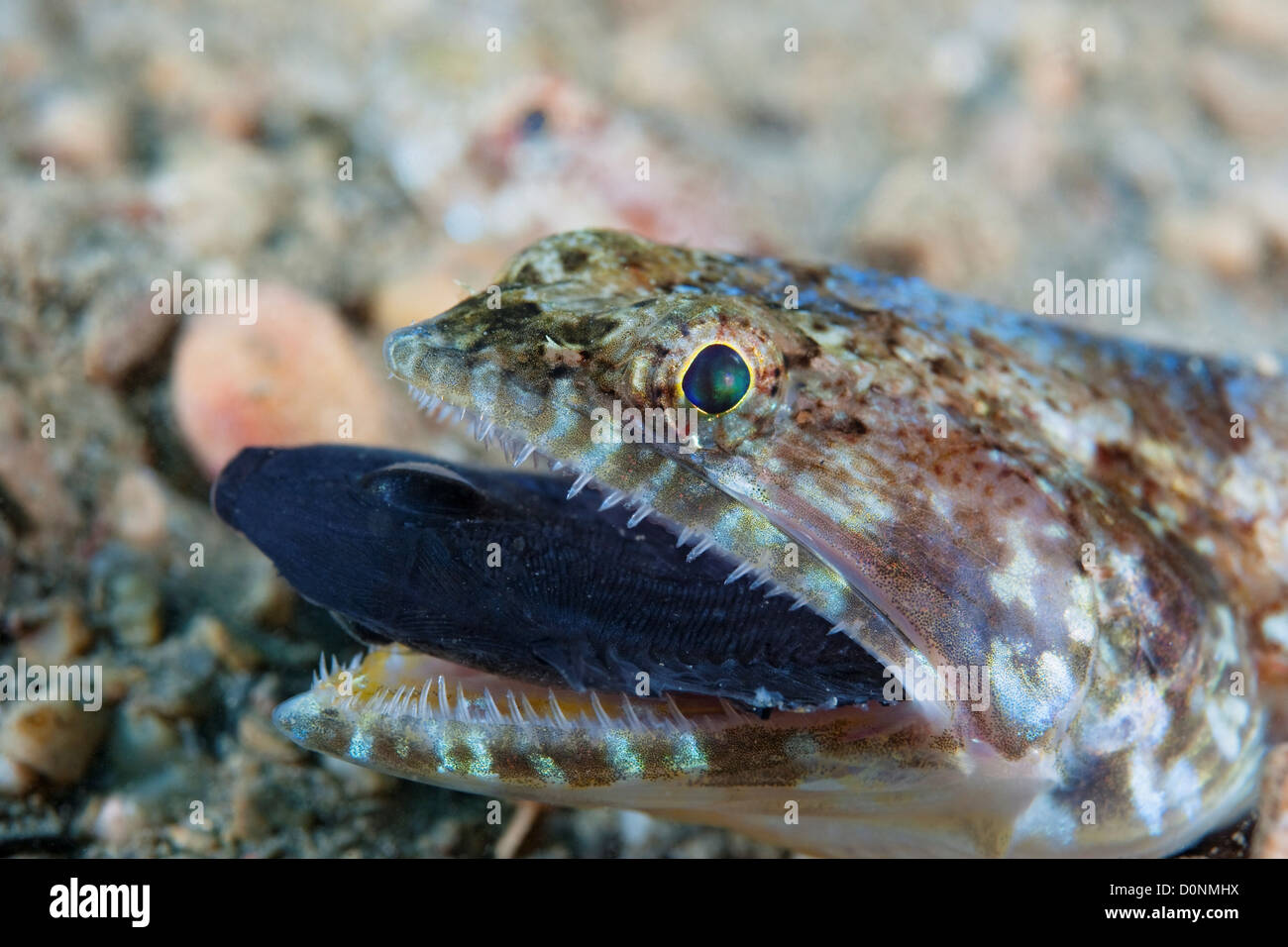 Mouth of a variegated lizardfish hi-res stock photography and images ...
