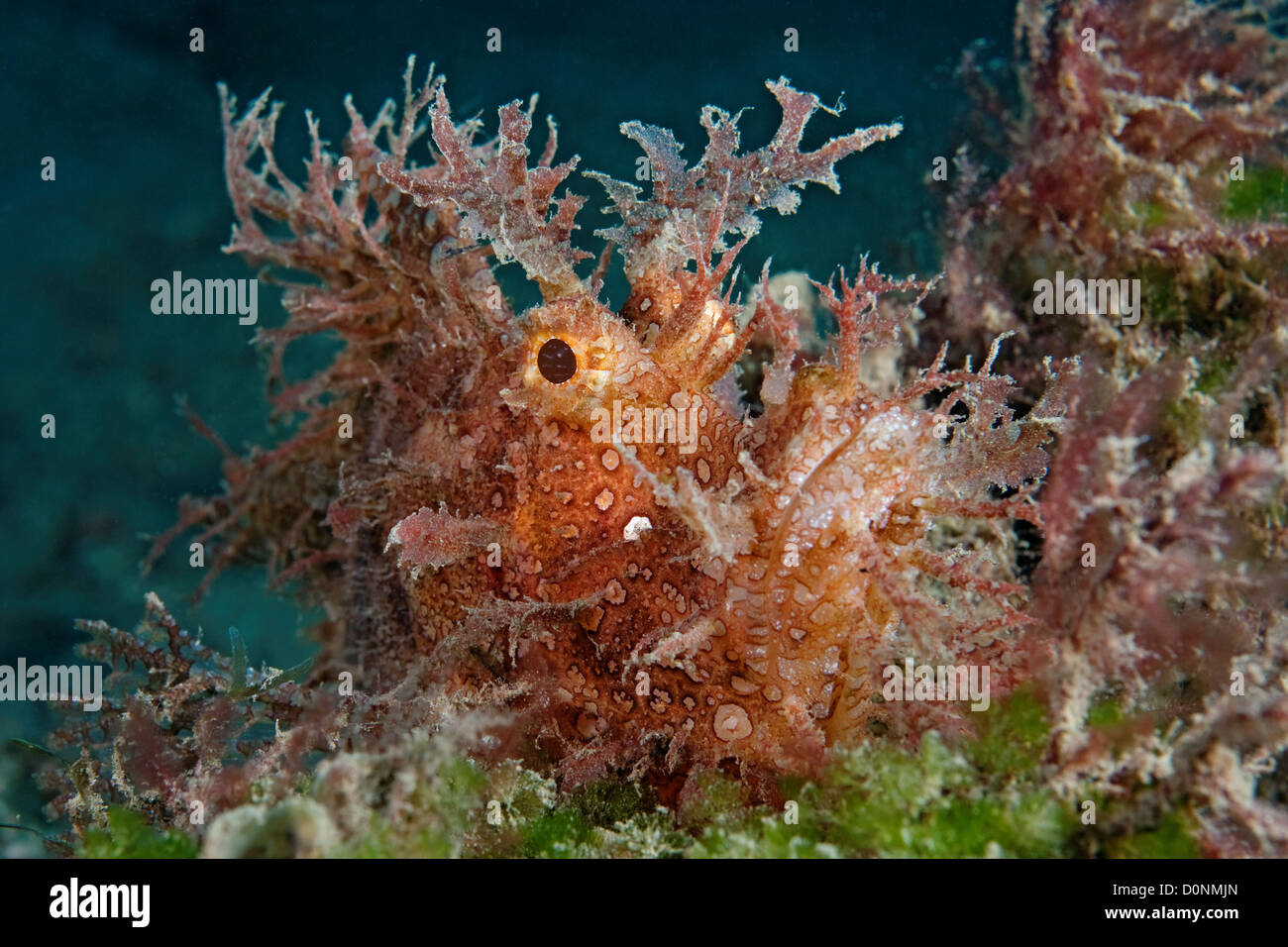 A weedy scorpionfish (Rhinopias frondosa), near Dili, East Timor Stock ...