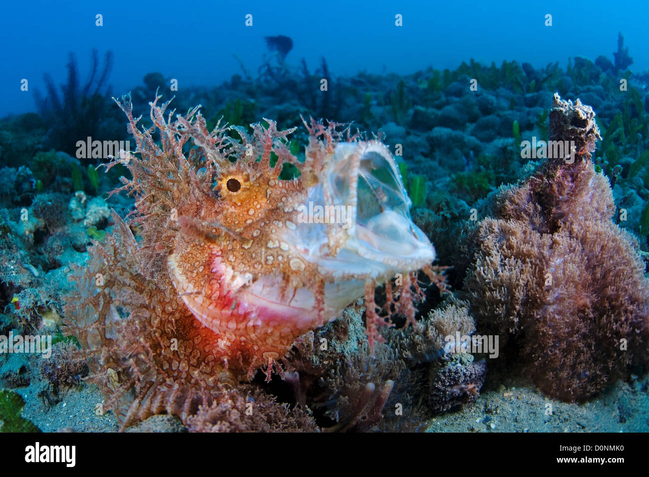 A weedy scorpionfish (Rhinopias frondosa) with its mouth wide open and ...