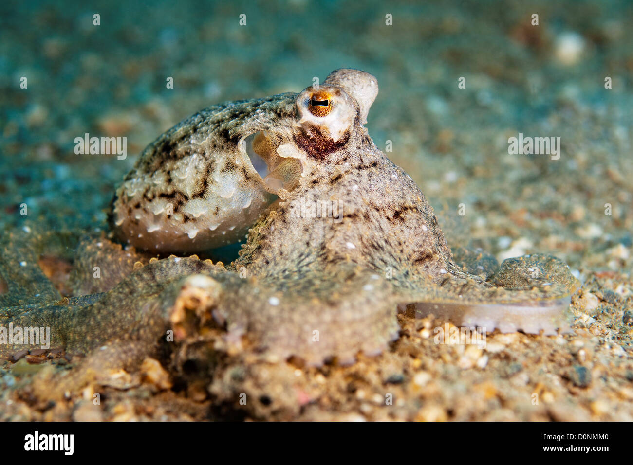 A veined octopus (Octopus marginatus), also known as a coconut octopus ...