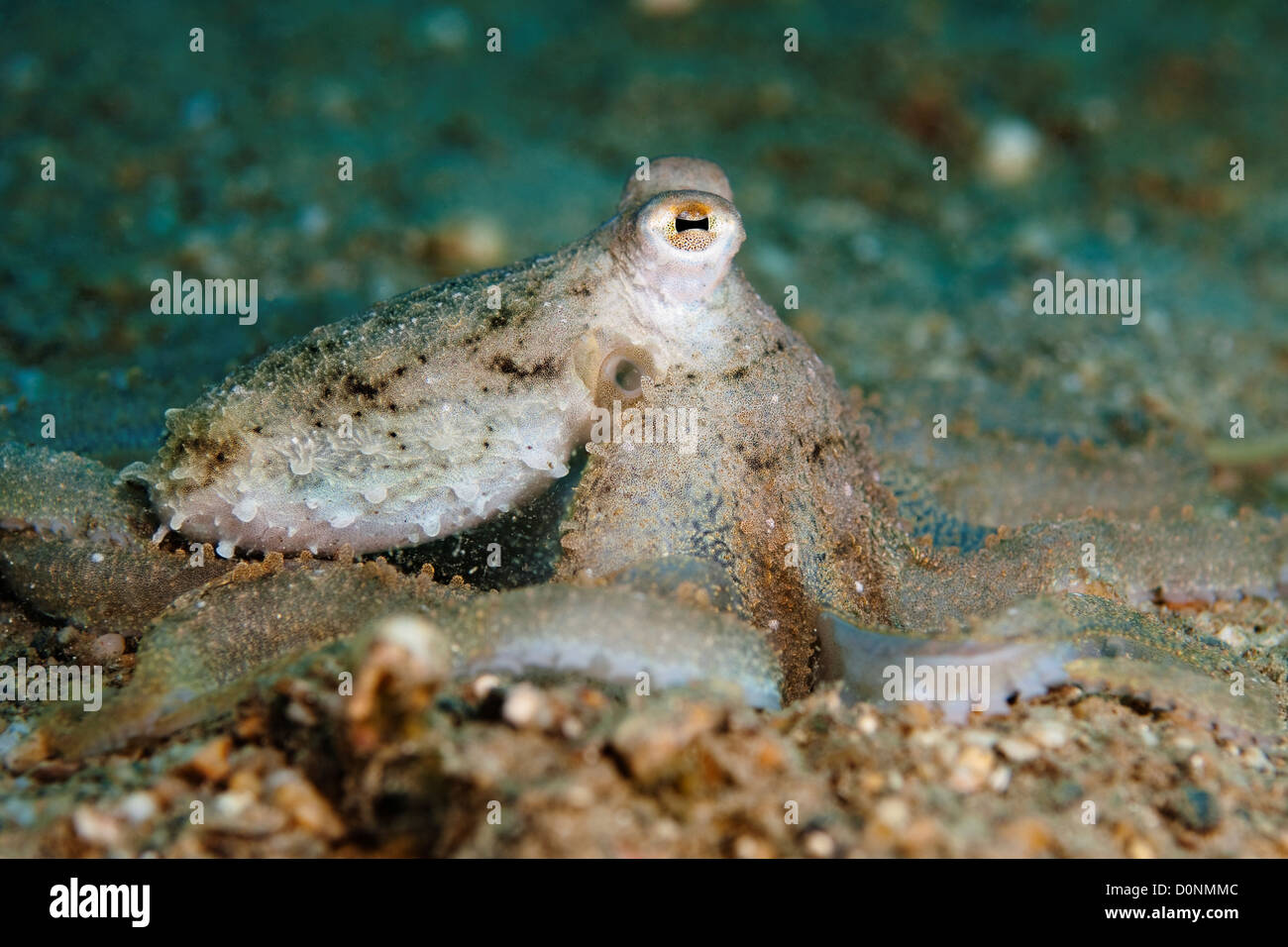 A veined octopus (Octopus marginatus), also known as a coconut octopus ...