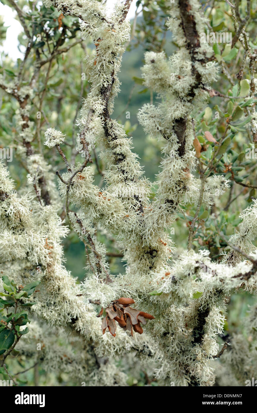 Lichen air pollution hi-res stock photography and images - Alamy