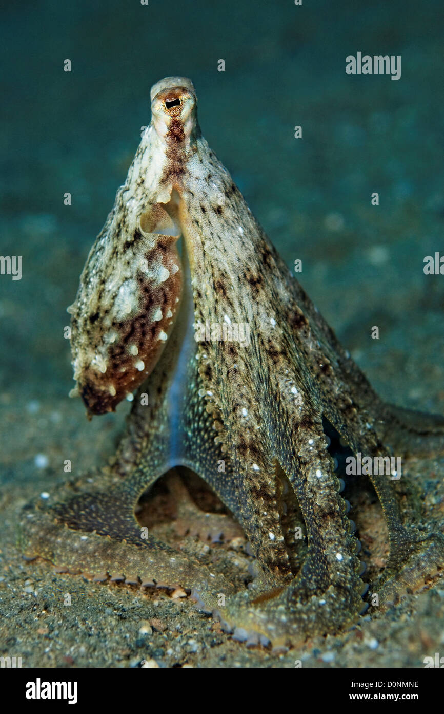 A veined octopus (Octopus marginatus), also known as a coconut octopus ...