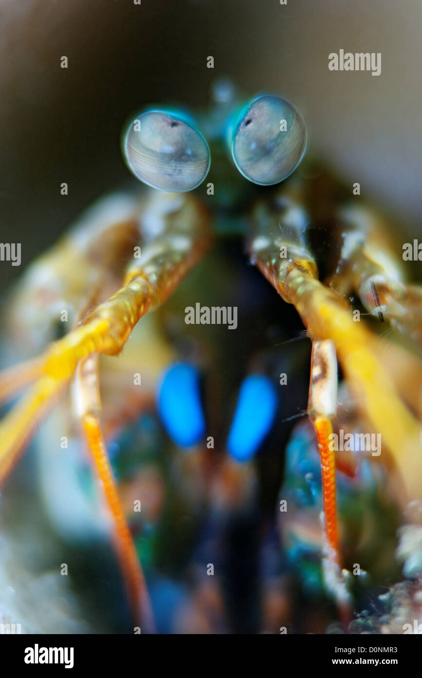 The eyes and forward legs of a mantis shrimp, near Dili, East Timor ...