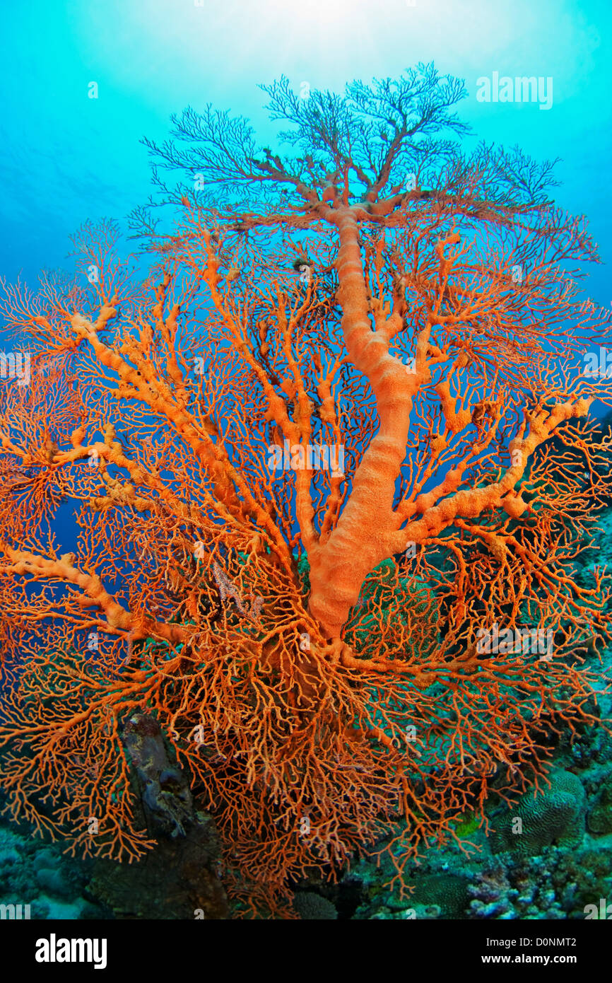 A large orange sea fan, of the Melithaea genus, off Atauro Island, near ...
