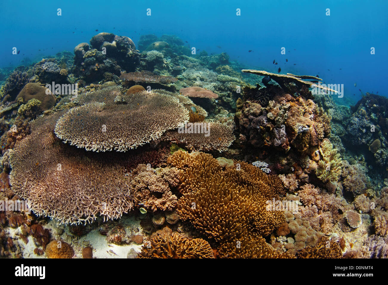 A hard coral reef off Atauro Island, near Dili, East Timor Stock Photo ...