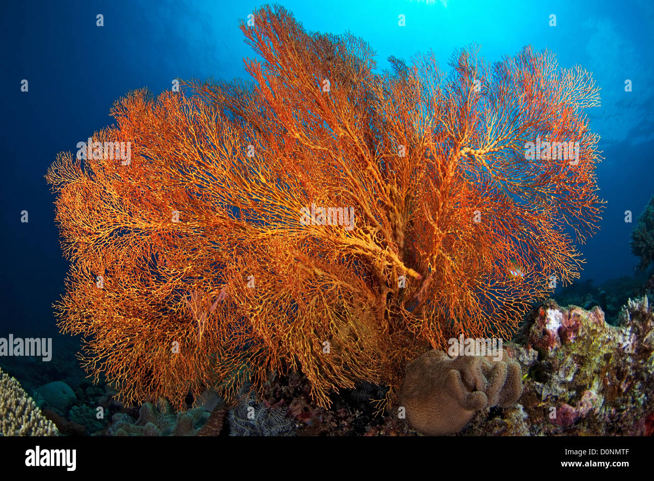 A large orange sea fan, of the Melithaea genus, off Atauro Island, near ...