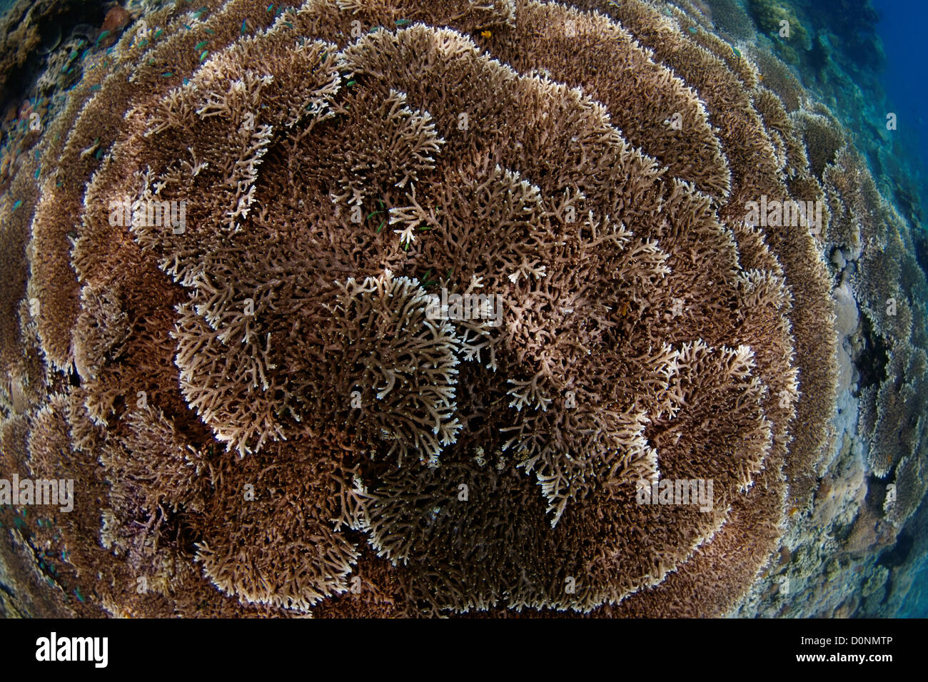 Floating above a hard coral reef off Atauro Island, near Dili, East ...