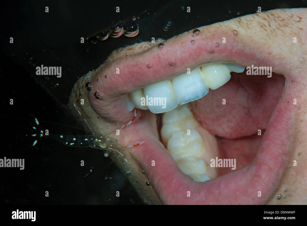Clear cleaner shrimp, Urocaridella antonbruunii, cleaning a diver's ...